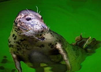 Lietuvos jūrų muziejus | muziejus.lt